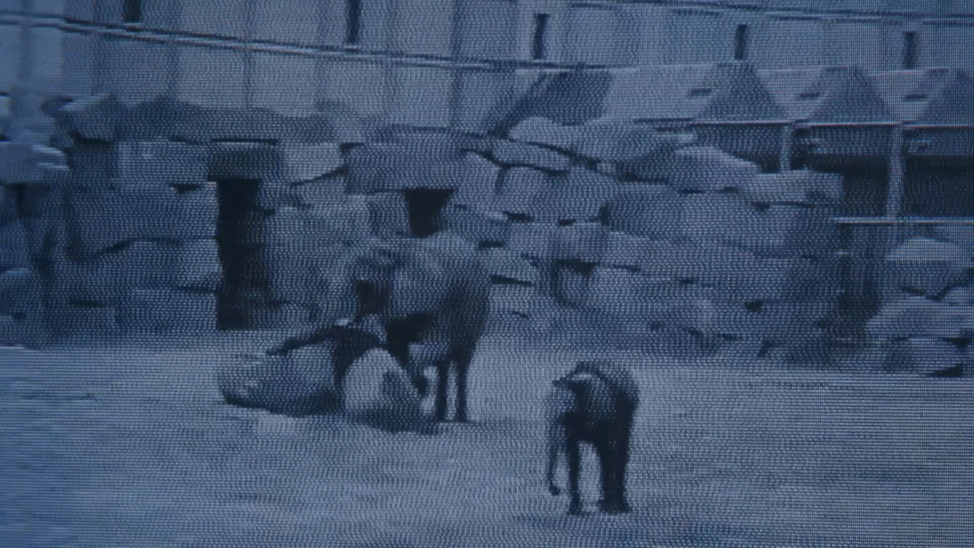 Bibi Must Go - dafilms.com | watch online