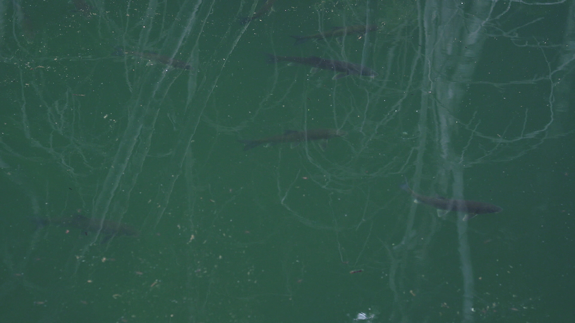 Land Underwater - dafilms.com | watch online