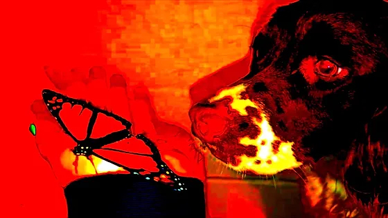 Pervading Animal - dafilms.com | watch online