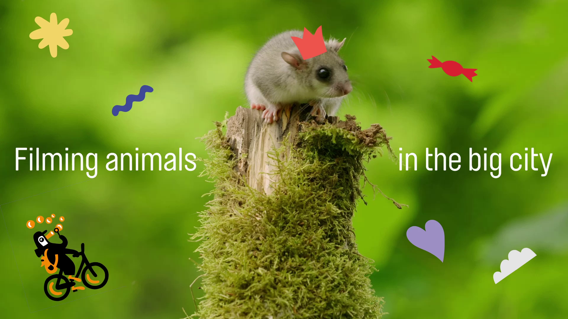 Filming Animals in the Big City - dafilms.com | watch online