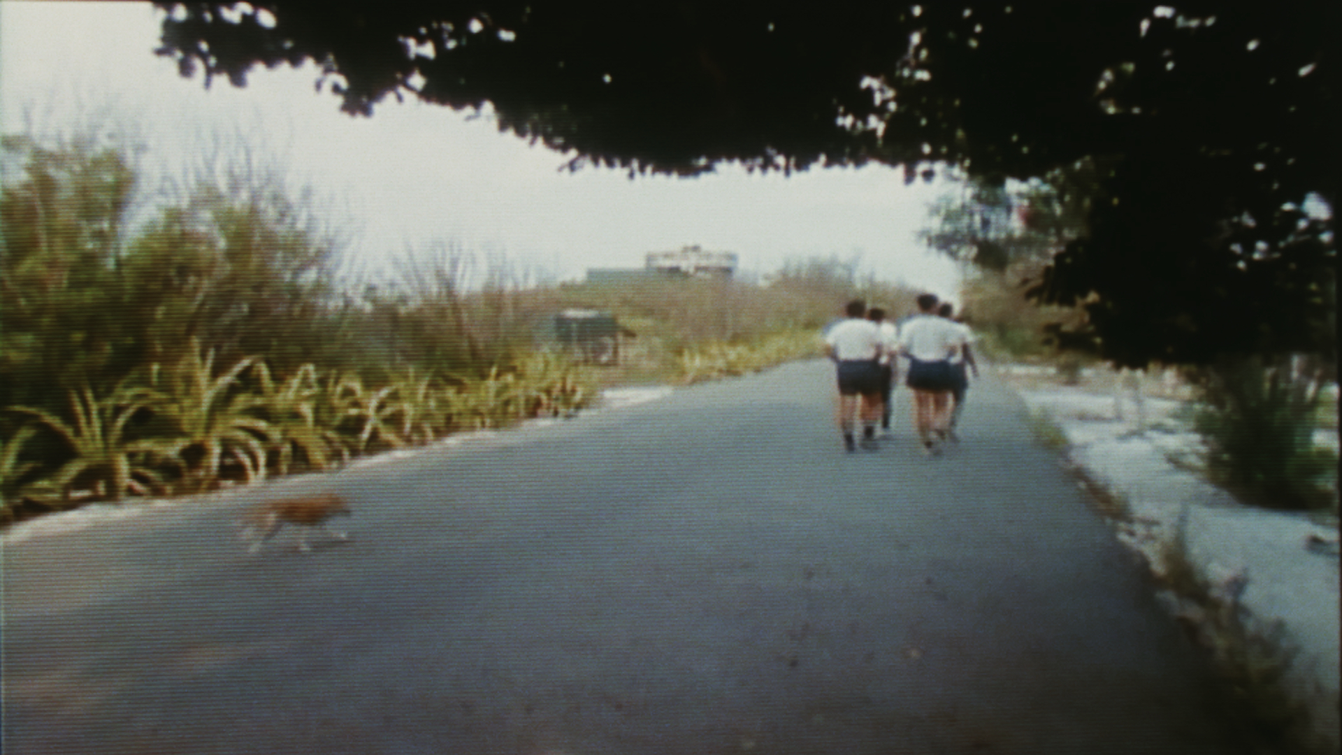 ...Tong-Sha, an Isle Like a Crab - dafilms.com | watch online